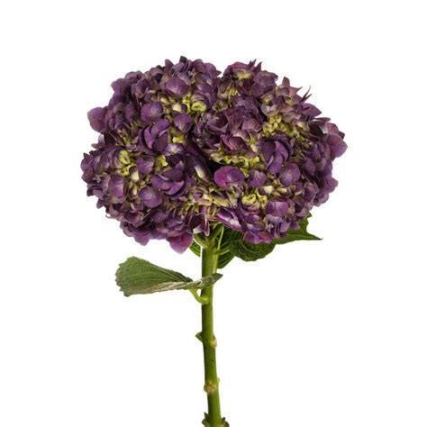 Hydrangea Purple Flora Fresh