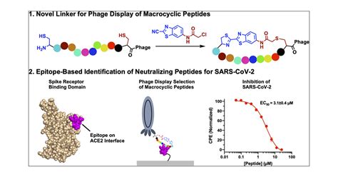 Novel Regioselective Approach To Cyclize Phage Displayed Peptides In Combination With Epitope