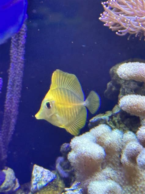 Yellow Tangs On Biota Page 2 Reef2reef