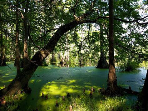 Difference Between A Marsh A Swamp A Bog And A Fen