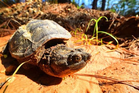 What Are The Predators For Snapping Turtles