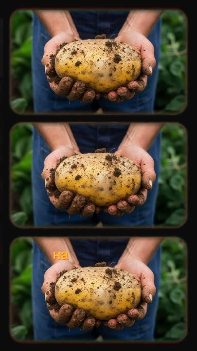 Никогда не сажайте картошку без этого сад овощи натуральное огород садовод урожай