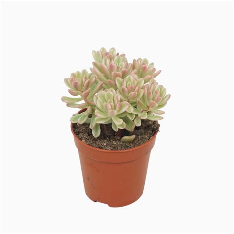 Sedum Alice Evans Variegata Plant Wholesale FlorAccess