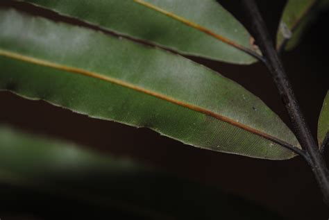 Pteris Papuana Ferns And Lycophytes Of The World
