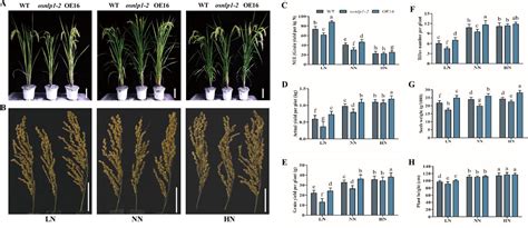 Nitrogen Deficiency In Rice Plants