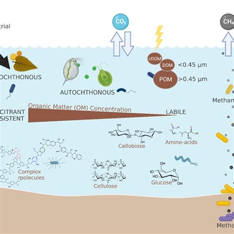 6 Diversity Of Organic Matter In Freshwater Systems Dom Dissolved Download Scientific Diagram