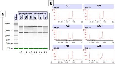 Rna Integrity Gel Images A And Electropherograms B Of Three Download Scientific Diagram