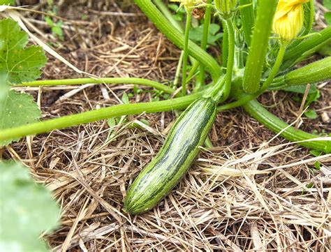 How To Plant And Grow Zucchini Complete Guide
