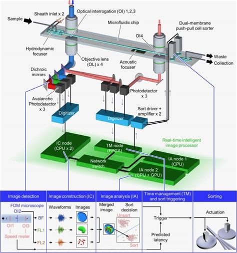 Cell Sorting Clinical Lab Products