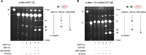 Tlc Analyses Of Enzymatic Assays Involving Incubation Of Acceptors 1