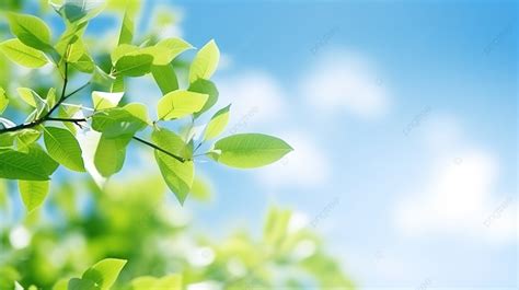 디자인을 위한 생동감 넘치는 봄 단풍과 안개 낀 푸른 하늘 다양한 배경 녹색 흐림 녹색 보케 여름 정원 배경 일러스트 및 사진 무료 다운로드 Pngtree