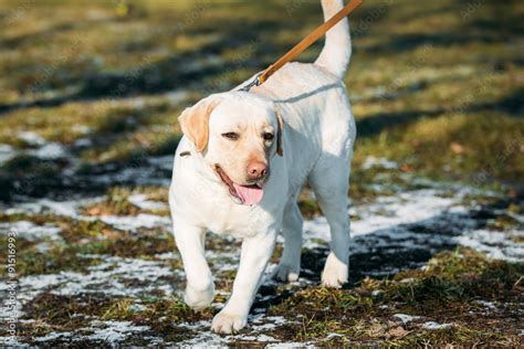 White Labrador Puplore