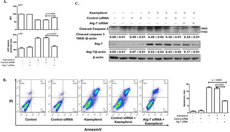 Knockdown Of Atg7 With Sirna Decreases Kaempferol Induced Death In
