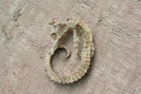 Shells Fossils Names Questions And Answers The Fossil Forum