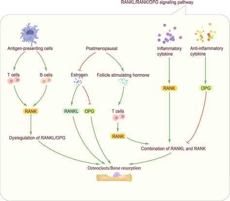 Rankl Rank Opg Signaling Pathway Plays A Crucial Function In Download Scientific Diagram