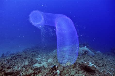 Taliaceos Pirosomas Salpas Y Doliodilos Tunicata Thaliacea Costa