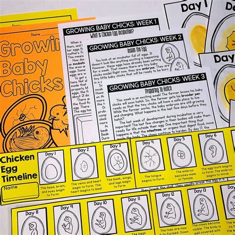 Chicken Egg Incubation Timeline Chicken Egg Tracker For Egg Incubator Hatching Eggs Chicken
