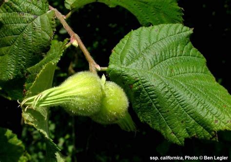 Corylus Cornuta