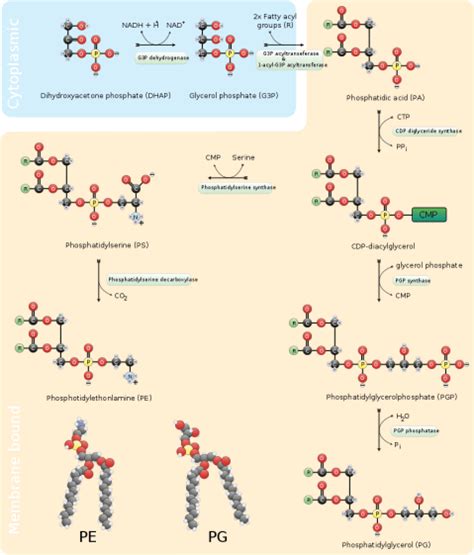 What Is The Difference Between Lecithin And Cephalin Compare The Difference Between Similar Terms