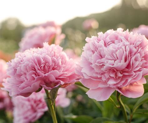 What Peonies Symbolize The Secrets Of Peony Flower Meaning Gardening