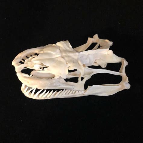 Xxl Reticulated Python Skull Taxidermy And Skulls