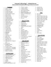 Skeletal System Practical Exam Pdf Anatomy Physiology I Skeletal System Must Be Able To