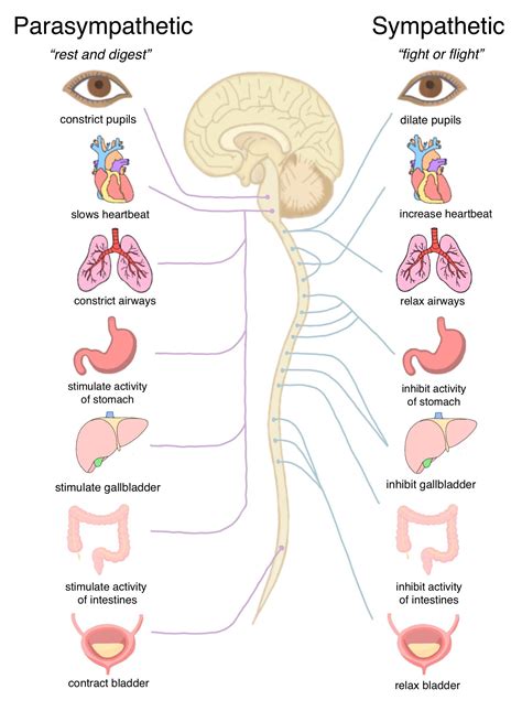 parasympathetic nervous system