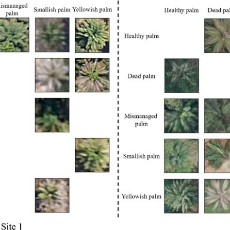 Pdf Growing Status Observation For Oil Palm Trees Using Unmanned Aerial Vehicle Uav Images