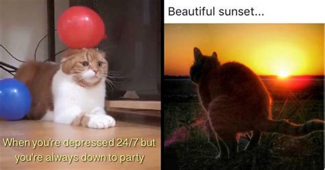 30 Purrfect Cat Memes For All The Grumpy Cats On Monday Morning June 26 2023 I Can Has