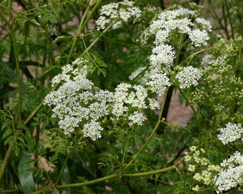 Poison Hemlock Conium Maculatum Tualatin Soil And Water