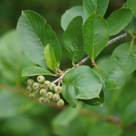 무료 이미지 나무 분기 과일 말린 씨앗 잎 식품 녹색 생기게 하다 상록수 플로라 관목 낙엽 노골적인 정원 식물 꽃 피는 식물 아로니아 열매는