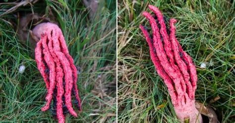 무덤서 뻗어 나온 손가락 같아서 소름英 숲에서 발견된 버섯의 정체