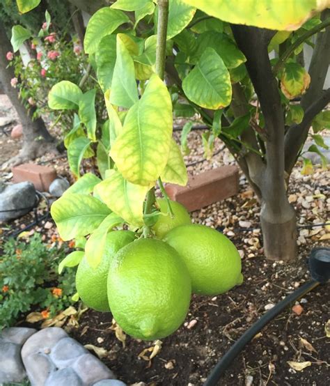 The Best Way To Prune A Lemon Tree WikiHow