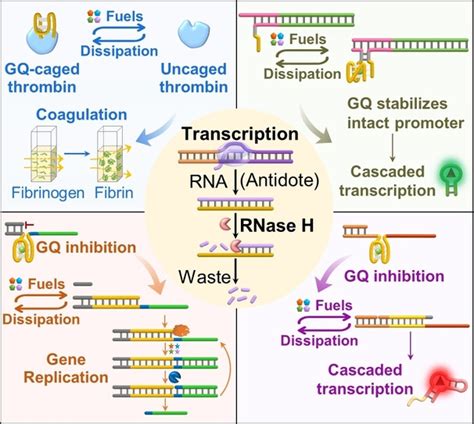 Transient Transcription Machineries Modulate Dynamic Functions Of G‐quadruplexes Temporal