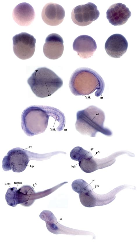 ZFIN Image Chiarelli Et Al Fig