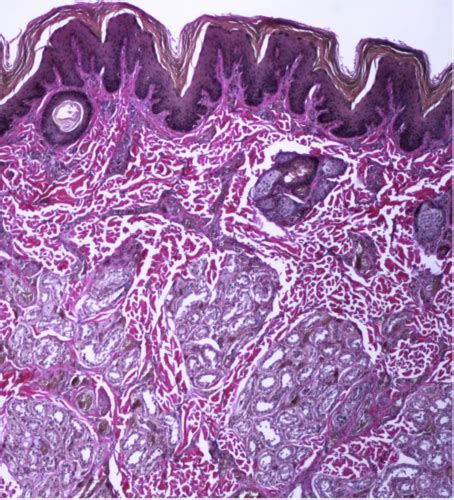 Histology Block 3 Week 7 Flashcards Quizlet