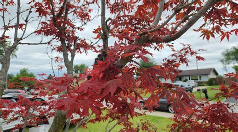 Help Iding This Japanese Maple R Japanesemaples