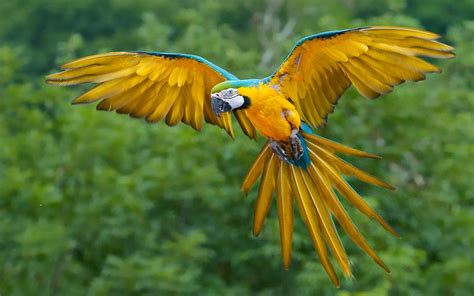 Wallpaper Macaw Bird Wallpapers