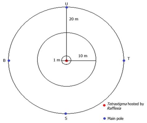Plot Design Of The Study Download Scientific Diagram