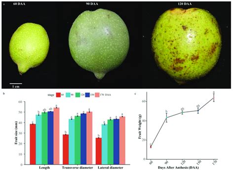 Fruit Morphological Characteristics During Iron Walnut Development A Download Scientific