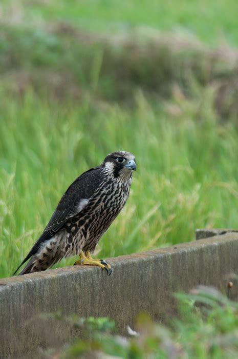 鳥見録 ハヤブサ