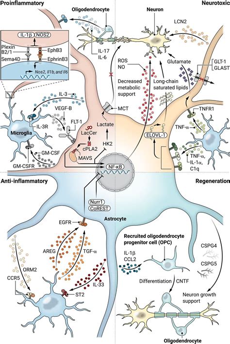 Emil Lagumdzic Phd On Linkedin Astrocytes Neurons Technology