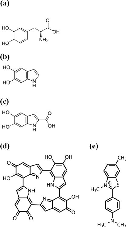 A L Dopa B Dhi And C Dhica Dhi And Dhica Are Thought To Be The Download Scientific