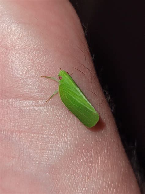 Leaf Bro Hopping Around Wisconsin Rwhatsthisbug