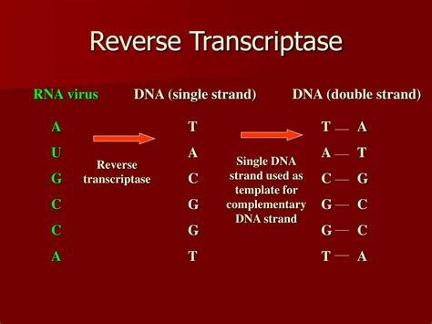 ppt viruses and bacteria powerpoint presentation free download id