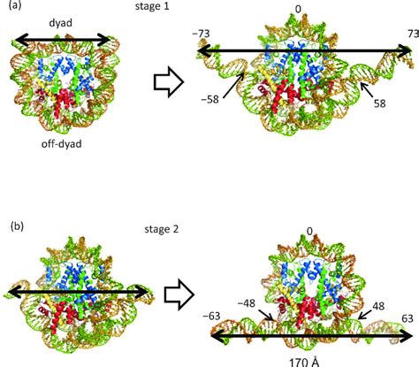 The Initial And Final Conformations In The Outer Dna Unwrapping