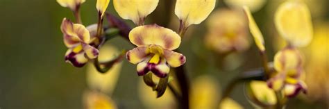 The Top 10 Actions You Can Take To Make A Difference For Biodiversity Biodiversity Council