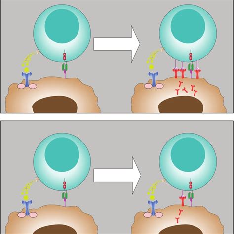 Schematics Of The Ifnγr Signaling Pathway Was Required For Sufficient