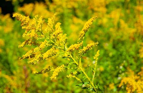 How To Manage Allergies During Ragweed Pollen Season