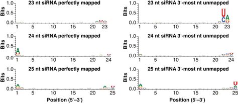 Sequence Features Of Sirnas Arising From Arabidopsis 24 Nt Dominated
